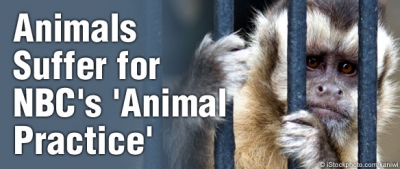 Animals Suffer for NBC's 'Animal Practice' | PETA