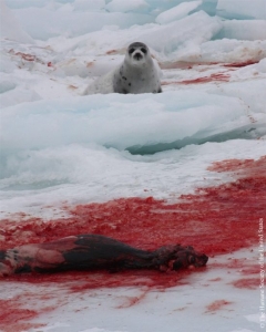 14 Shocking Seal Slaughter Photos | PETA