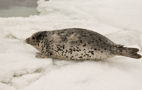 Canadian Seal Slaughter page 7 - PETA