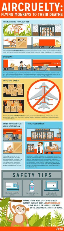 How Monkeys Go From Jungles to Labs | PETA How Monkeys Go From Jungles to Labs | PETA