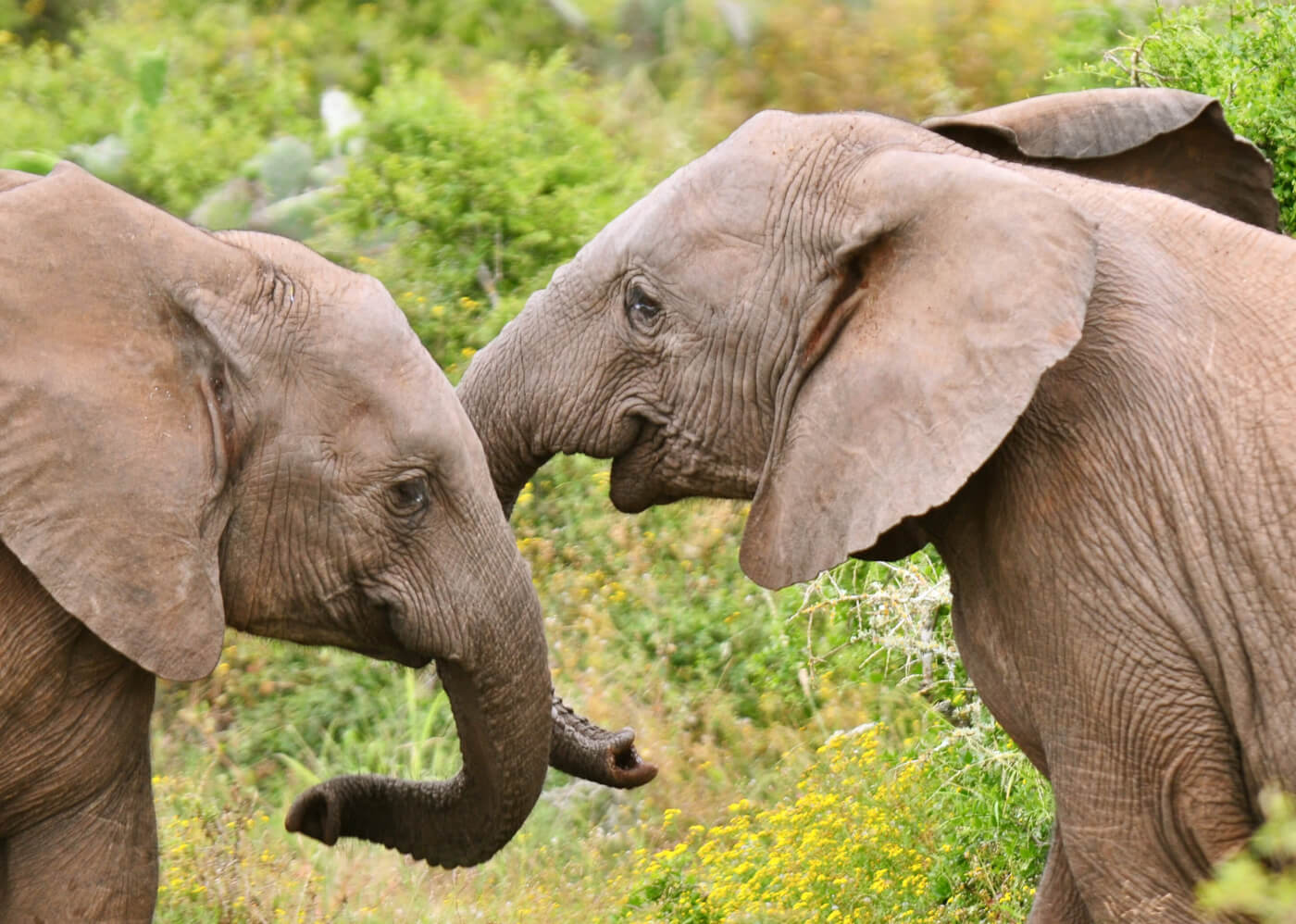 Victory! No More Whips and Bullhooks in Clatsop County | PETA