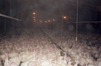 22 Facts That Will Make You Pass on Turkey This Year | PETA