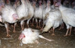 22 Facts That Will Make You Pass on Turkey This Year | PETA