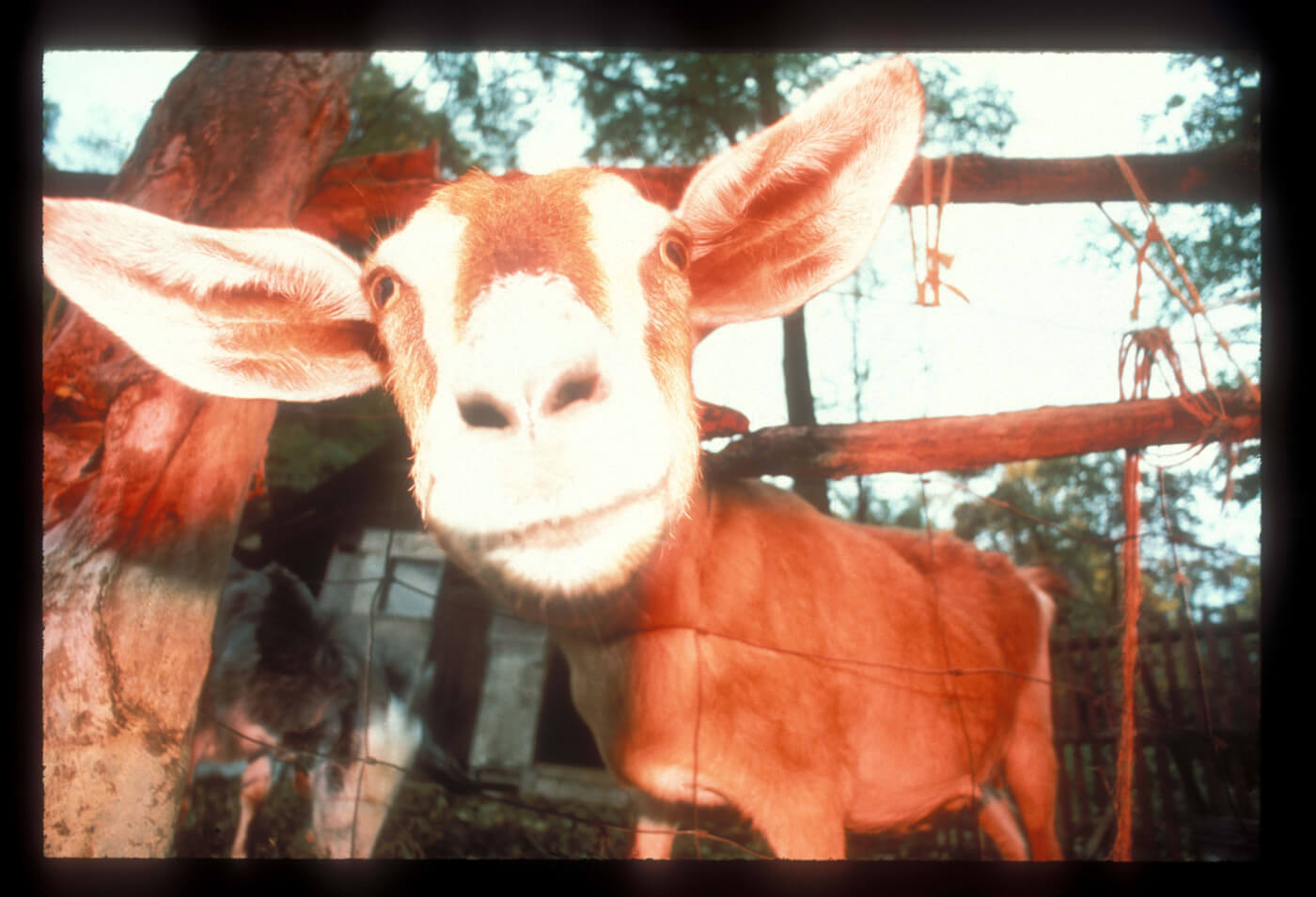 Don't Be a Dummy—Use One, PETA Tells DOD | PETA