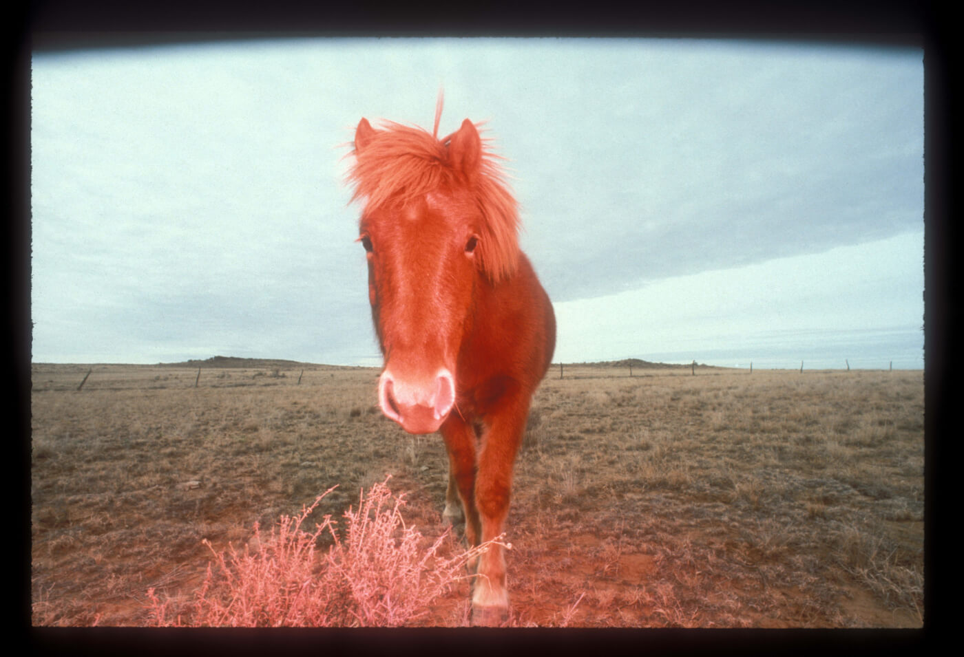 Update: Box Elder County Says NO to Horse Torture! | PETA