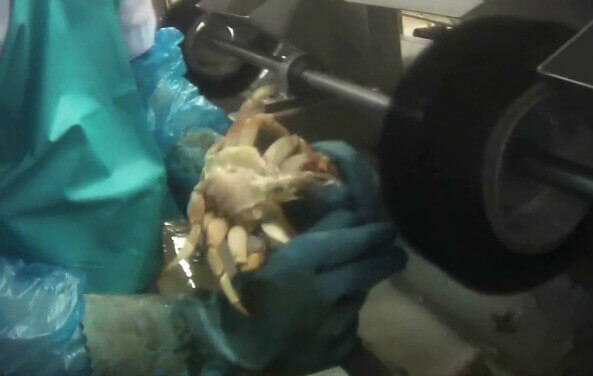 Undercover at a Lobster and Crab Slaughterhouse: A PETA Investigation ...