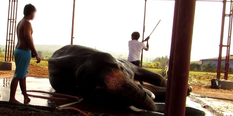 What a Difference Two Weeks Make: Sunder’s New Life - Animal Rahat