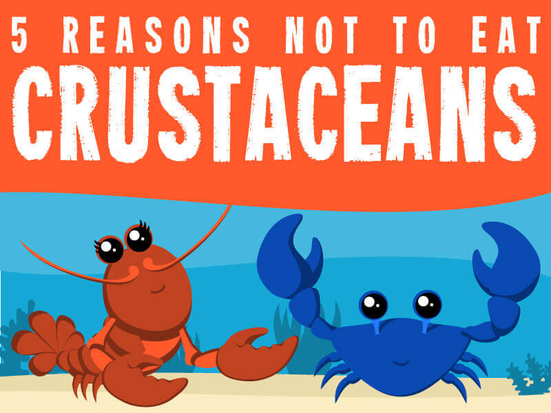 Five Reasons Not to Eat Crustaceans (Infographic) | PETA