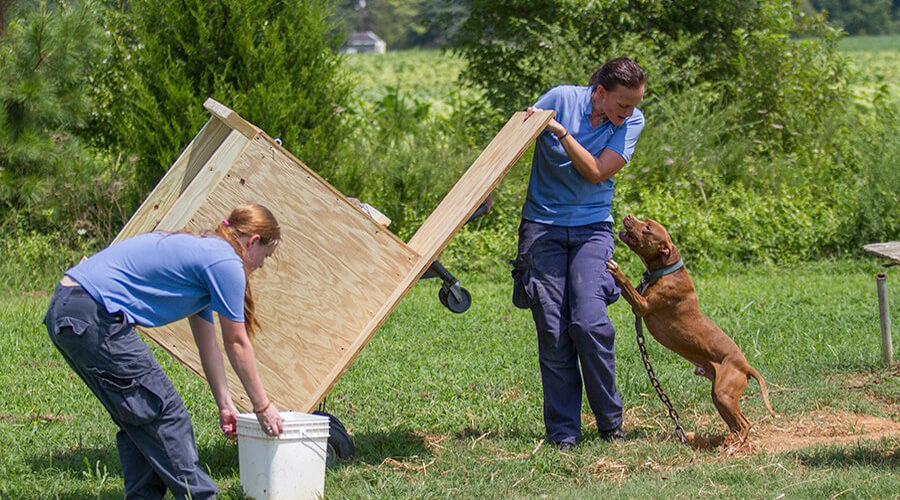 'Fixing' Animal Homelessness | PETA