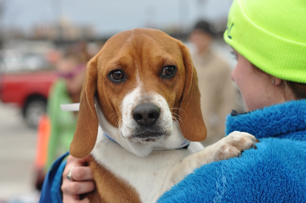 Why Do Experimenters Test on Beagles? Hammy’s Story | PETA