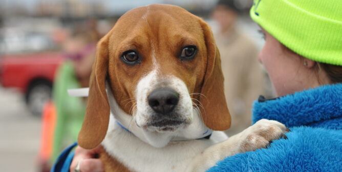 History of Animal Testing: See the Gruesome Past | PETA Timeline