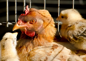 13 Surprising Facts About PETA | PETA