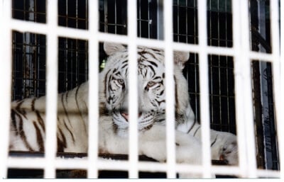 10 Reasons Not to Attend an Animal Circus | PETA
