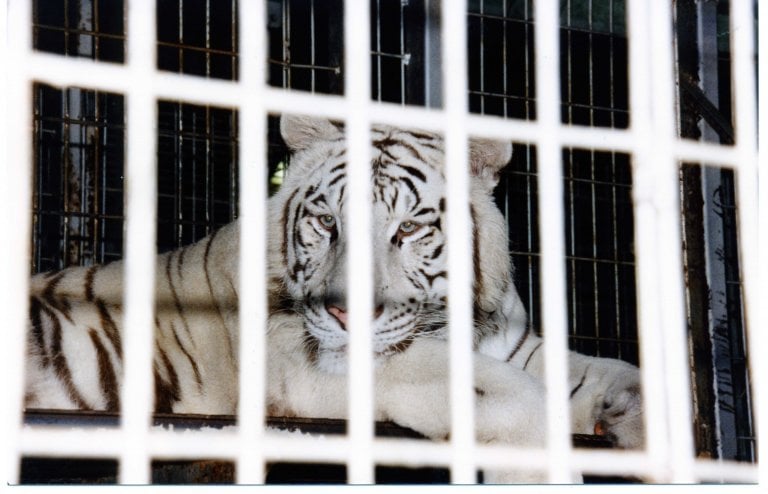 10 Reasons Not to Attend an Animal Circus | PETA
