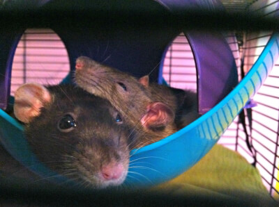 Do Mice and Rats Make Good "Pets?" | PETA