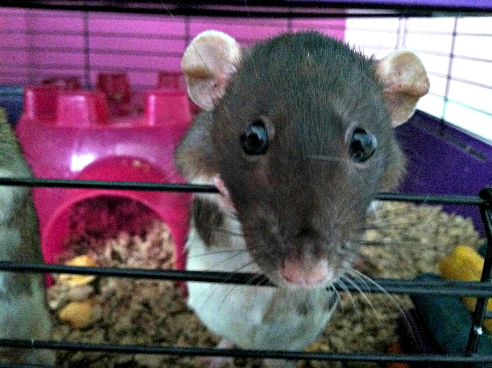 Frequently Asked Questions About Donating to PETA | PETA