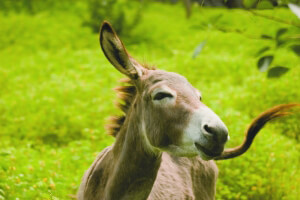 35 Inspiring Rescue Stories From 35 Years of PETA | PETA