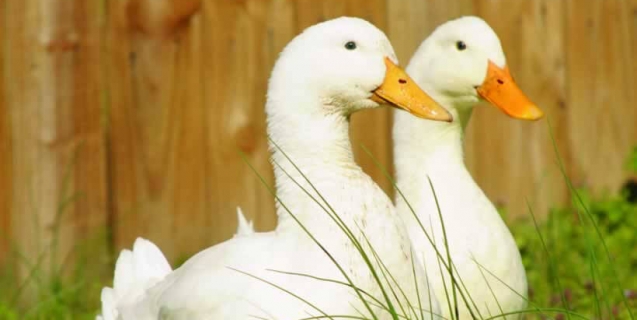 Couch to 5K: Doggy Edition | PETA