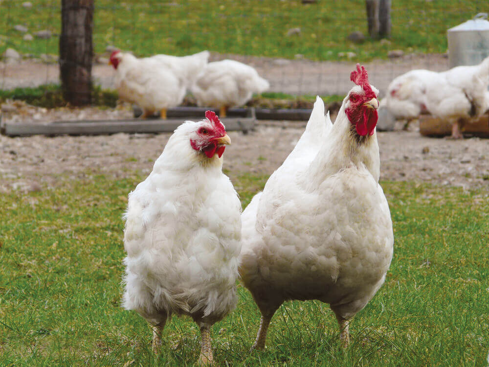 Video: Chickens Tortured in Name of Tradition | PETA