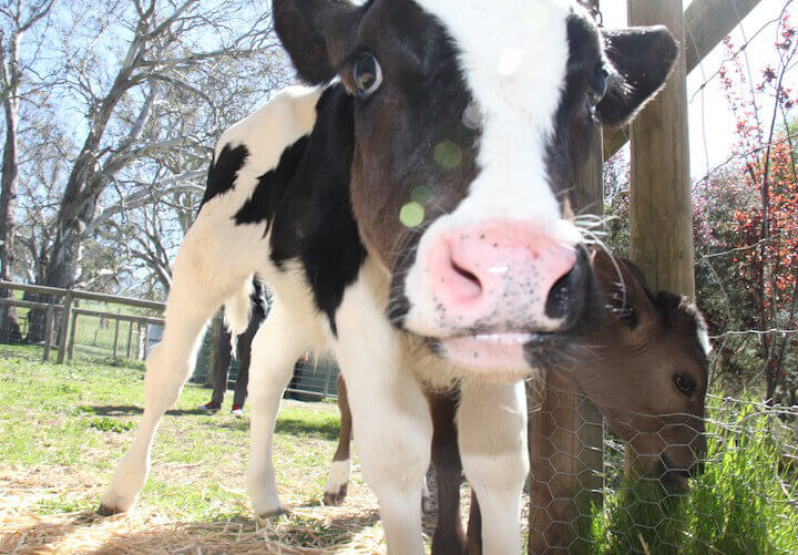 What Is a Vegan? | PETA