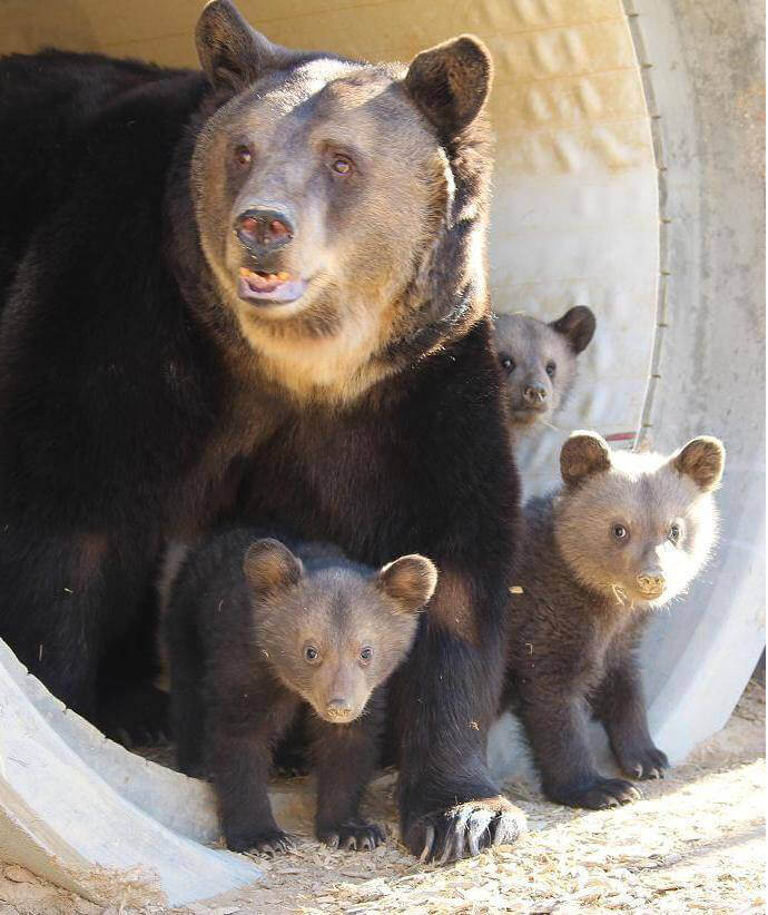 Video: Rescued Bear Nurtures Her Newborns at Sanctuary | PETA