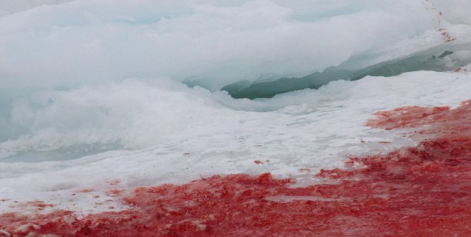 Canadian Seal Slaughter page 2 - PETA