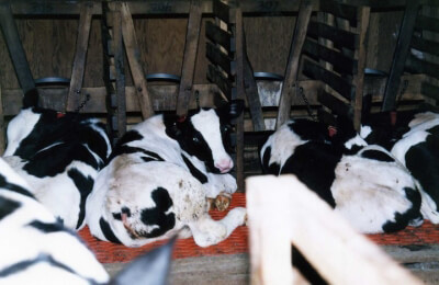 Did You Know THIS About These Animal Mothers? | PETA