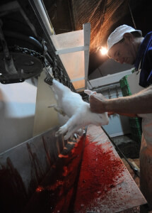 Learn How Bunnies Are Suffering This Easter | PETA