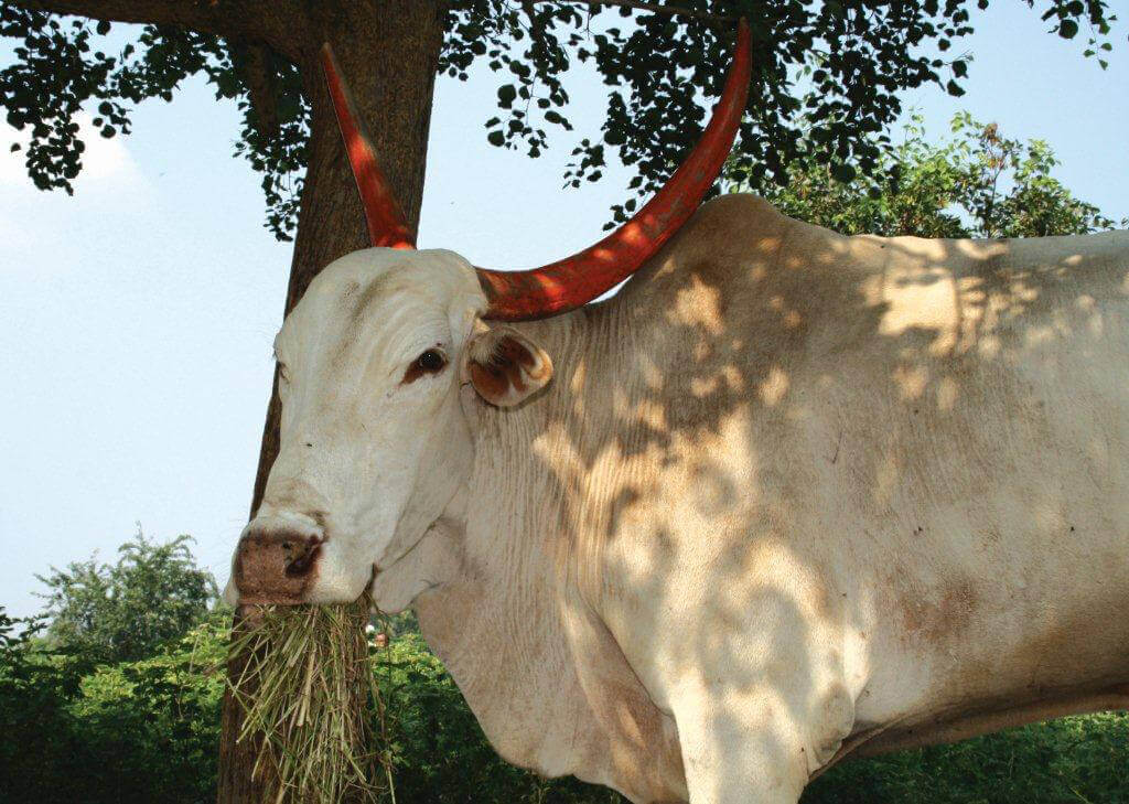 Rodeos page 2 | PETA