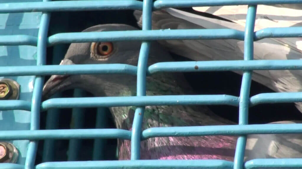 734 Pigeons Saved From Racing in Taiwan | PETA