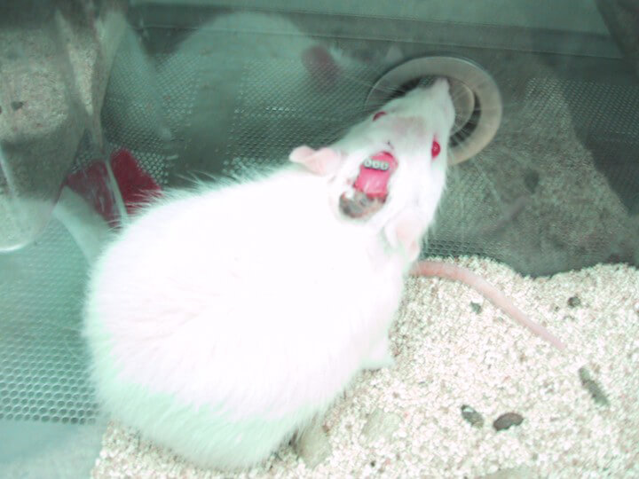 9 Brain Experiments That Will Make You Shun Animal Tests | PETA