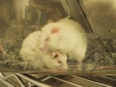 11 Animal Testing Statistics The Will Blow Your Mind | PETA