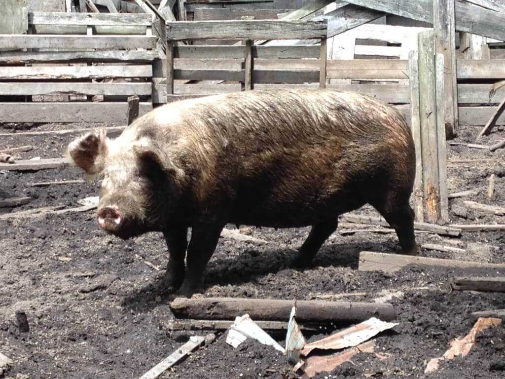 Report Cruelty to Animals | PETA