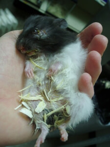 'Classroom Pets' Teach Kids The Wrong Lesson | PETA