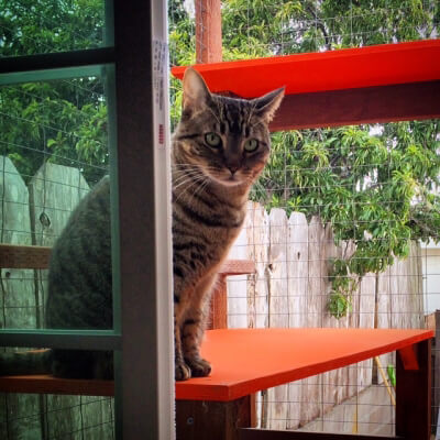 Your Dog or Cat Will Really Dig These Animal Gadgets | PETA