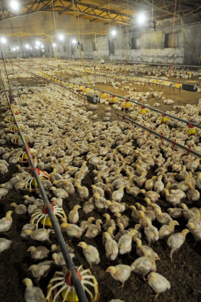 Foster Farms' Secrets Worse Than the Salmonella Outbreak