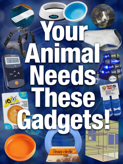 Your Dog or Cat Will Really Dig These Animal Gadgets | PETA