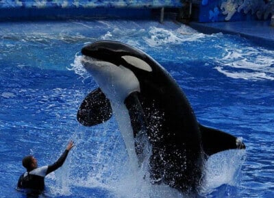 One Difference Between SeaWorld And Ringling Bros. | PETA
