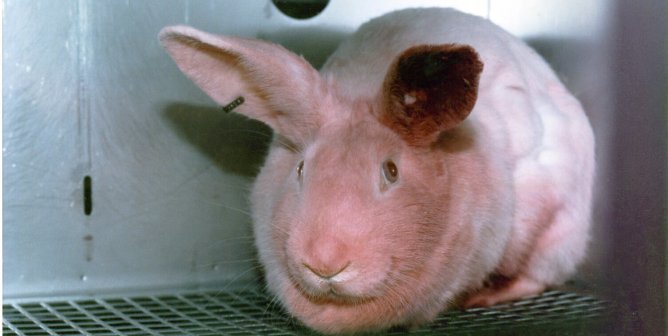 Animals Used for Experimentation | PETA
