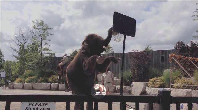 Why We're Calling Foul on the Elephant Slam Dunk Stunt | PETA