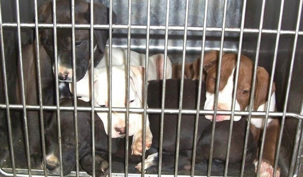 The Deadly Consequences of 'No-Kill' Policies | PETA