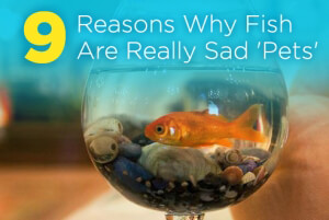 9 Reasons Why Fish Are Really Sad 'Pets' | PETA