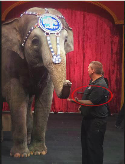 Live-Tweeting of Circus Highlights Cruelty Under the Bright Lights | PETA