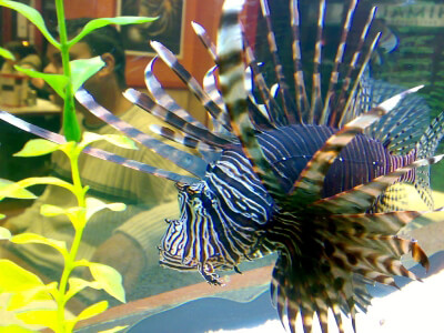 9 Reasons Why Fish Are Really Sad 'Pets' | PETA