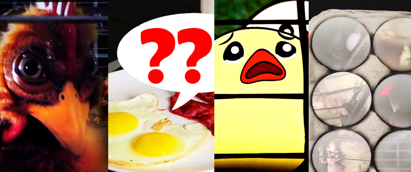 Four Fascinating Videos You Need to See Before Eating Those Eggs | PETA