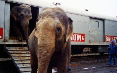 12 Things Ringling Doesn't Want You to Know | PETA