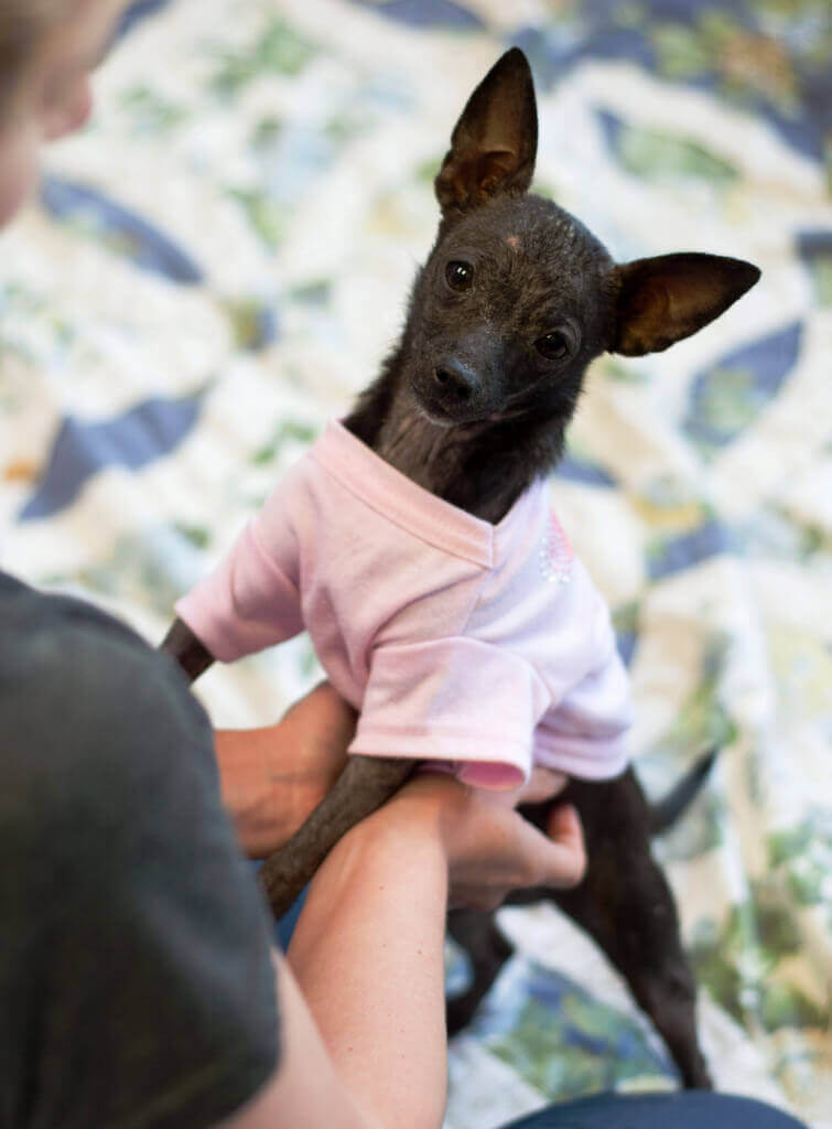 Are Bats Related To Dogs