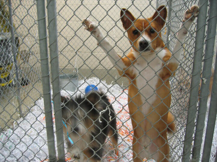 Video: Dogs Cut Open, Left to Die on Roof | PETA