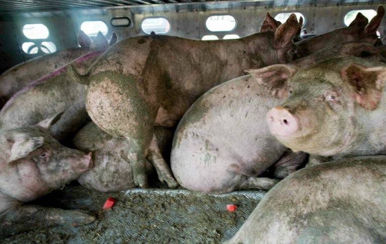 22 Heartbreaking Photos From Pigs' Journey to Slaughter | PETA