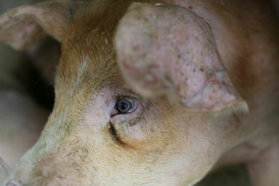 22 Heartbreaking Photos From Pigs' Journey to Slaughter | PETA